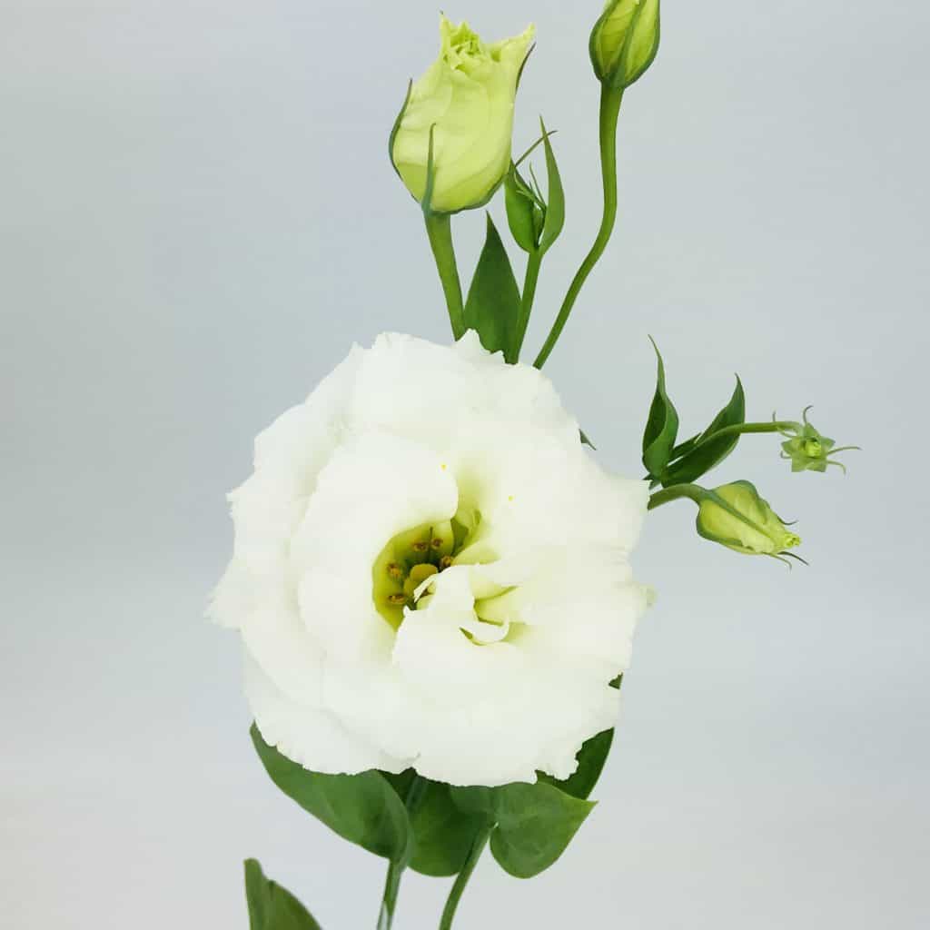 Lisianthus White Wholesale Bulk Flowers - Cascade Floral