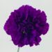 CARNATION- MOONSHADE - Wholesale Bulk Flowers - Cascade Floral