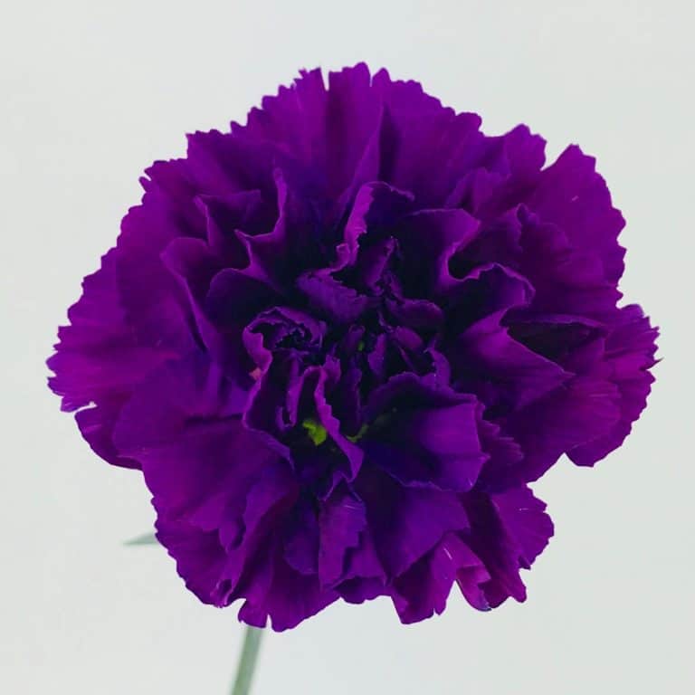 Football Mum Burgundy Wholesale Bulk Flowers Cascade Floral