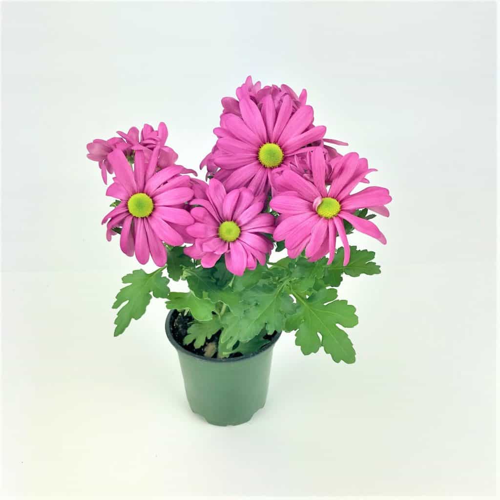 MUM PLANTS- 4" POT - Wholesale Bulk Flowers - Cascade Floral