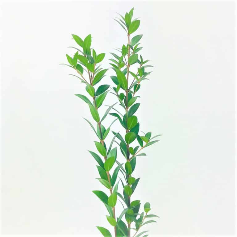 Different Types of Greenery to Make Your Bouquet Complete - Cascade ...