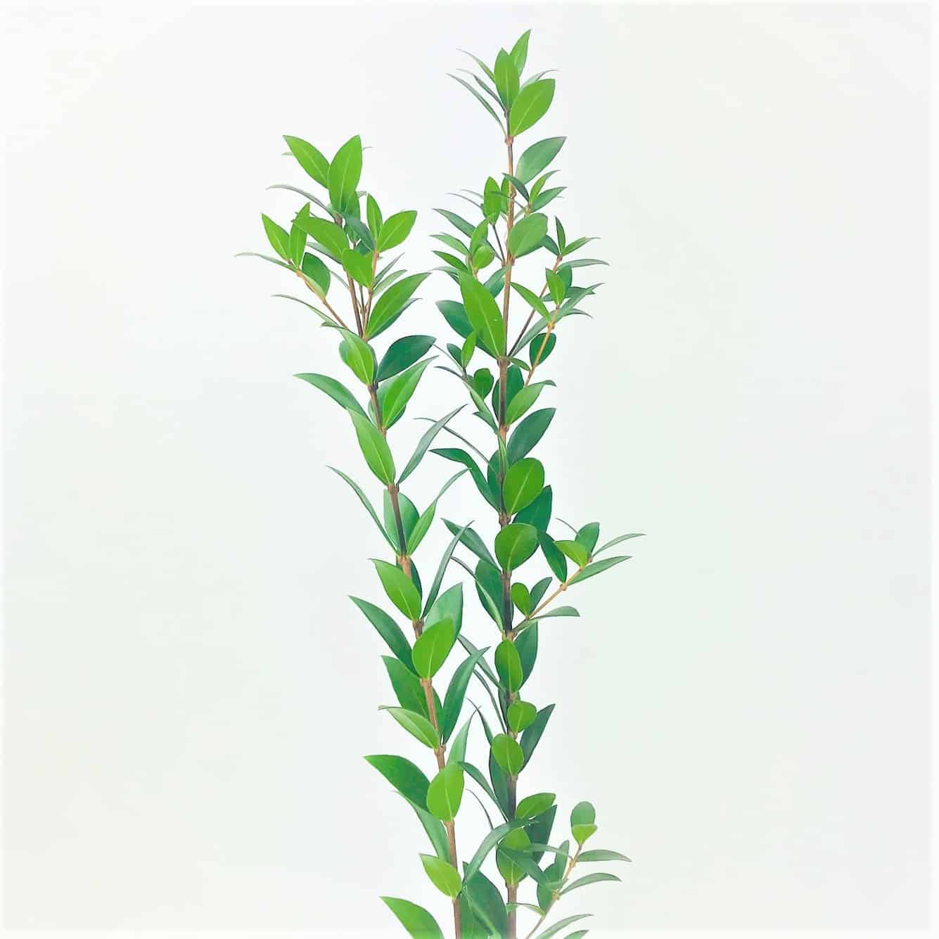 Different Types of Greenery to Make Your Bouquet Complete - Cascade ...