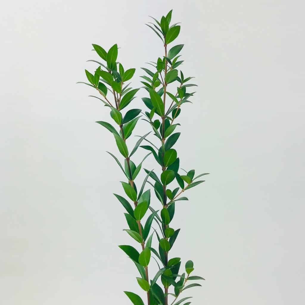 Myrtle - Wholesale Bulk Flowers - Cascade Floral