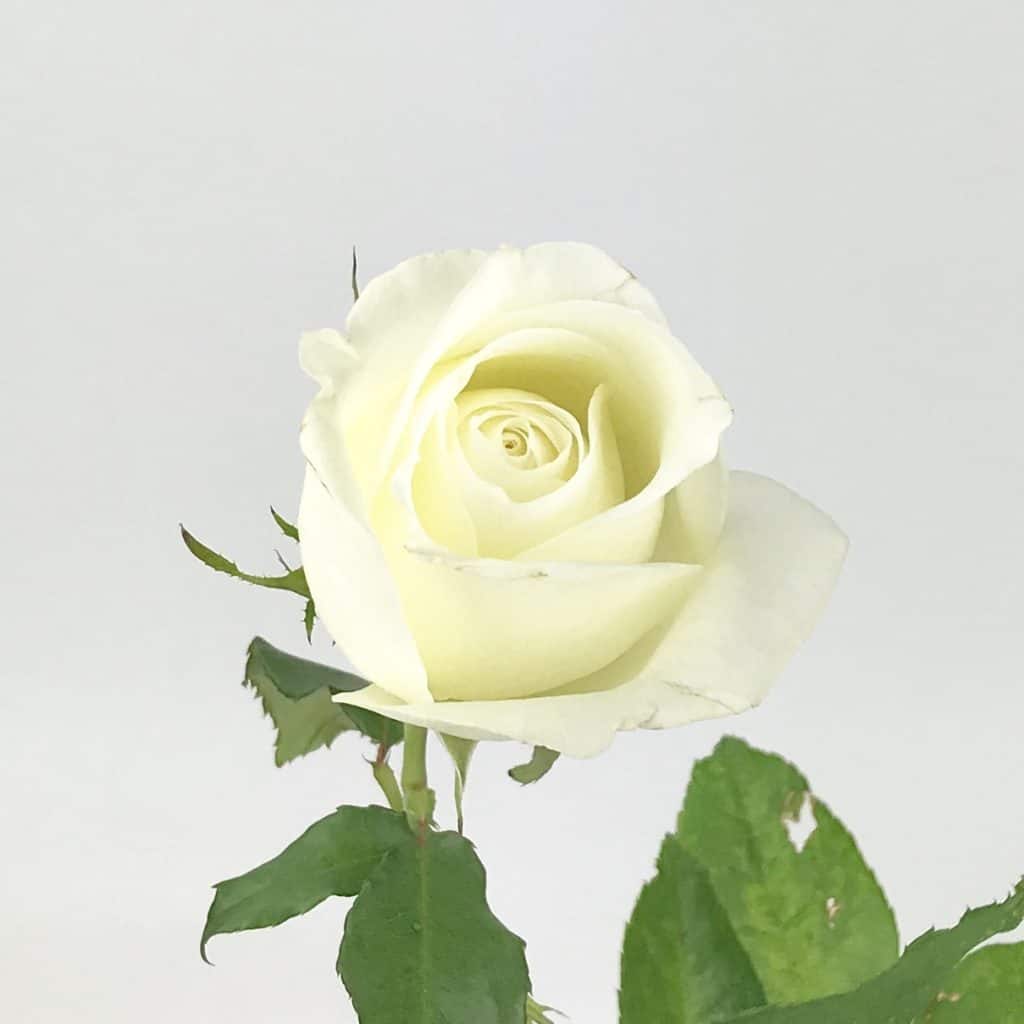 WHITE GARDEN ROSE - Wholesale Bulk Flowers - Cascade Floral