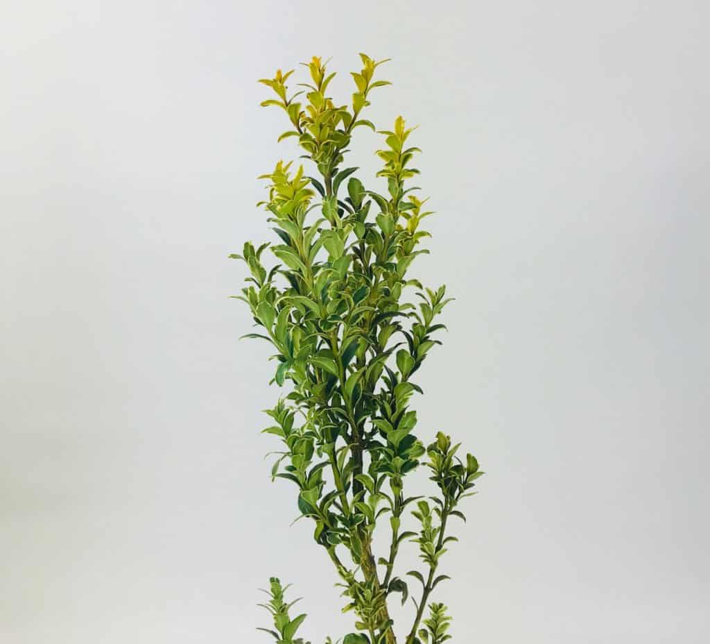 Oregonia - Wholesale Bulk Flowers - Cascade Floral