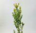 Oregonia - Wholesale Bulk Flowers - Cascade Floral