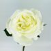 Wholesale Flowers, Bulk Flowers Washington - Cascade Floral Wholesale