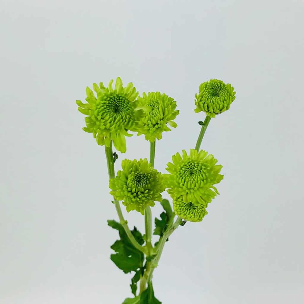 POM- BUTTON GREEN - Wholesale Bulk Flowers - Cascade Floral