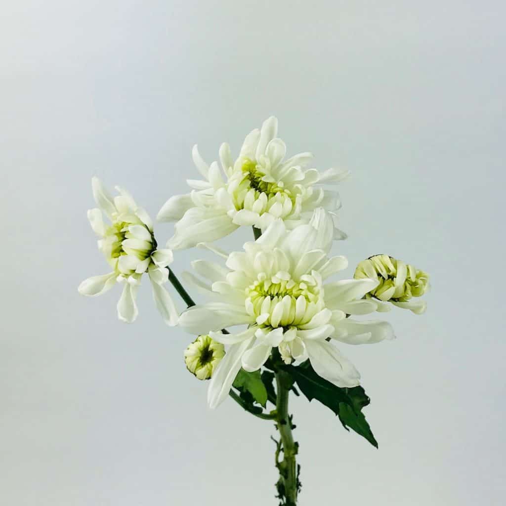 POM- DAISY WHITE - Wholesale Bulk Flowers - Cascade Floral