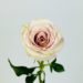 Standard Roses - Wholesale Bulk Flowers