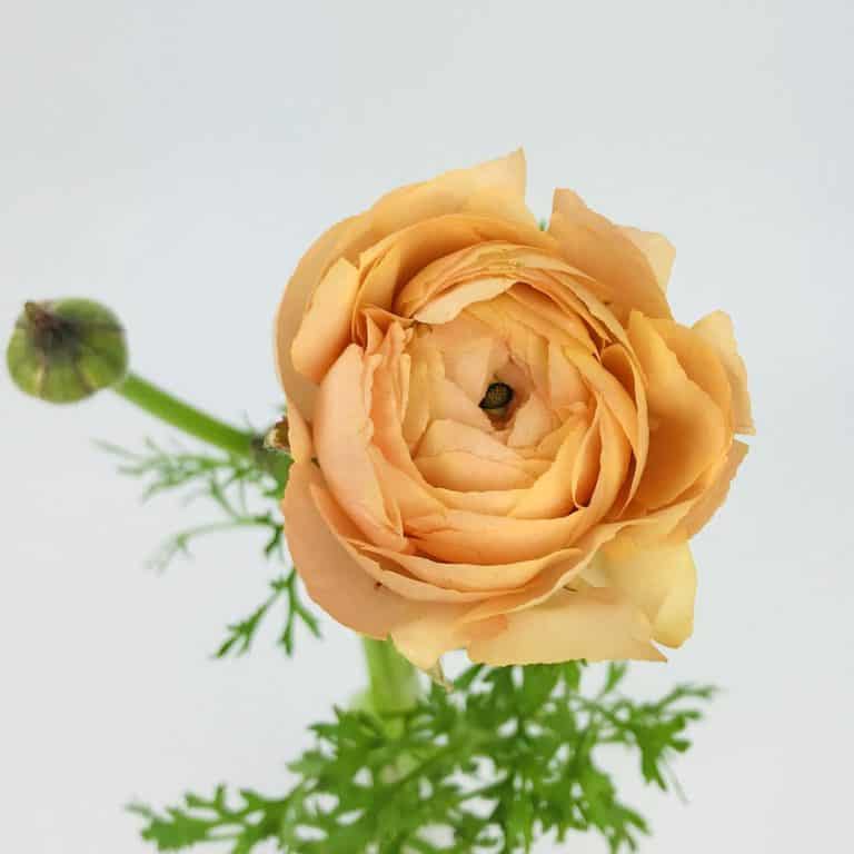 RANUNCULUS - PEACH - Wholesale Bulk Flowers - Cascade Floral