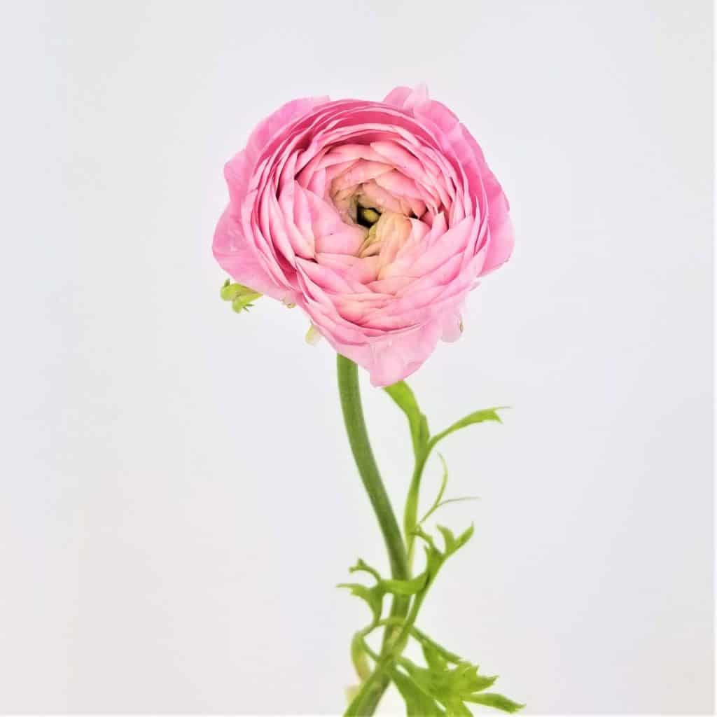 RANUNCULUS - LIGHT PINK - Wholesale Bulk Flowers - Cascade Floral