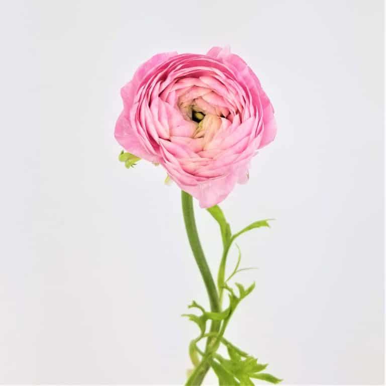 RANUNCULUS - LIGHT PINK - Wholesale Bulk Flowers - Cascade Floral