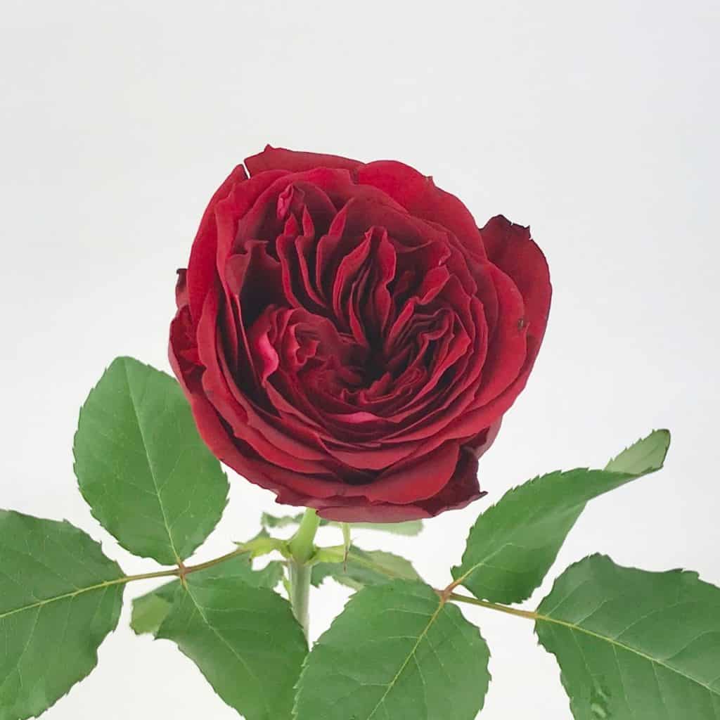 Rouge Royale Garden Rose - Wholesale Bulk Flowers - Cascade Floral