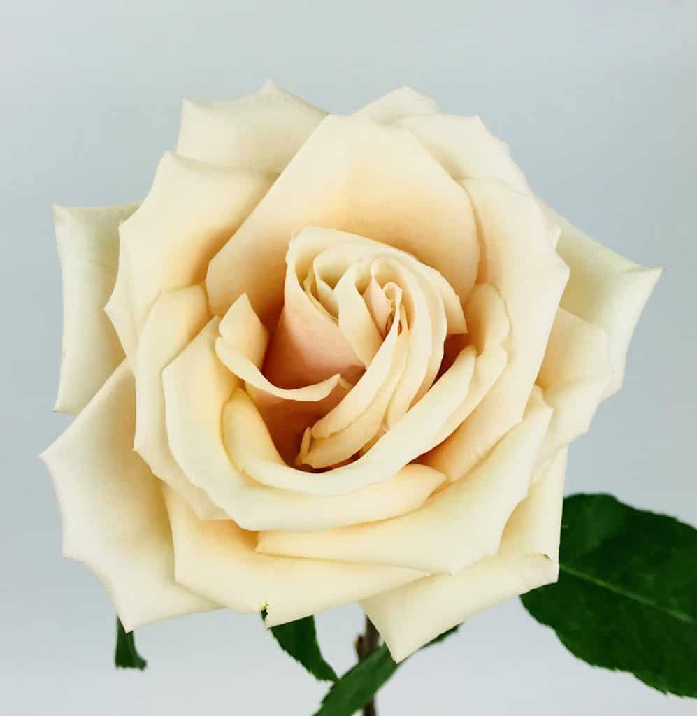 Sahara Rose - Wholesale Bulk Flowers - Cascade Floral