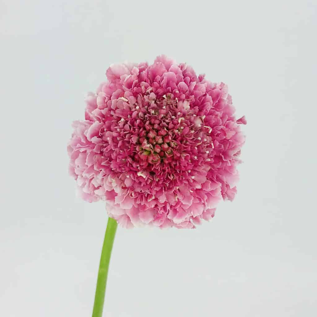 SCABIOSA SCOOP - LIGHT PINK - Wholesale Bulk Flowers - Cascade Floral