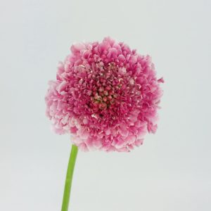 SCABIOSA SCOOP - LIGHT PINK - Wholesale Bulk Flowers - Cascade Floral