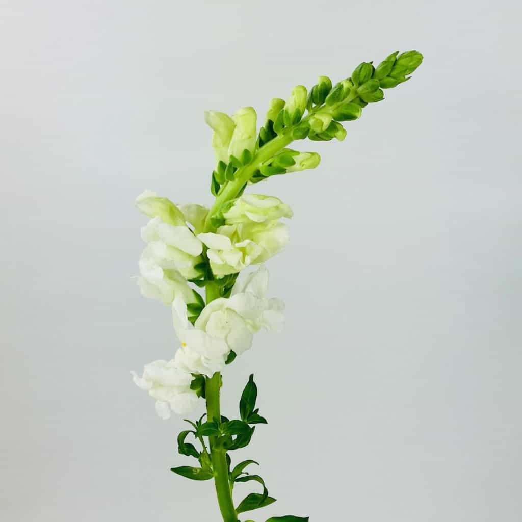 SNAPDRAGONS - WHITE - Wholesale Bulk Flowers - Cascade Floral