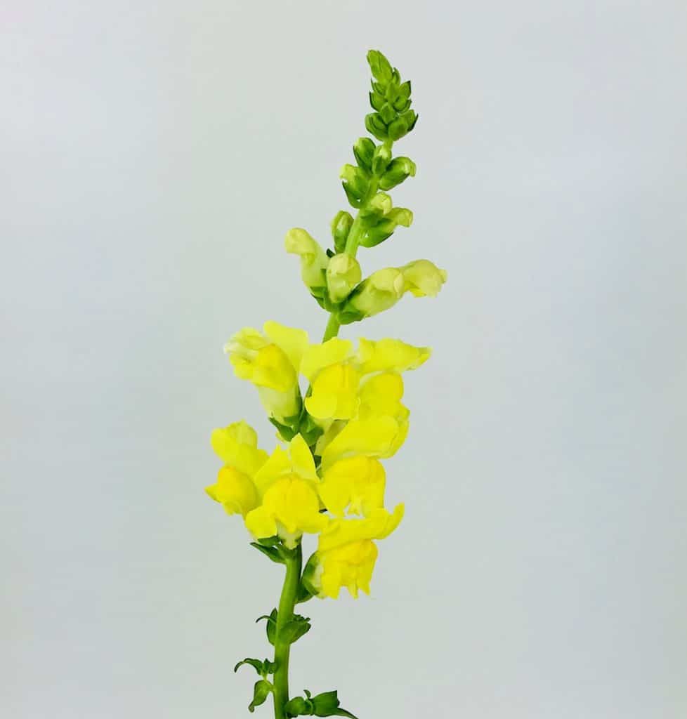 SNAPDRAGONS - YELLOW - Wholesale Bulk Flowers - Cascade Floral