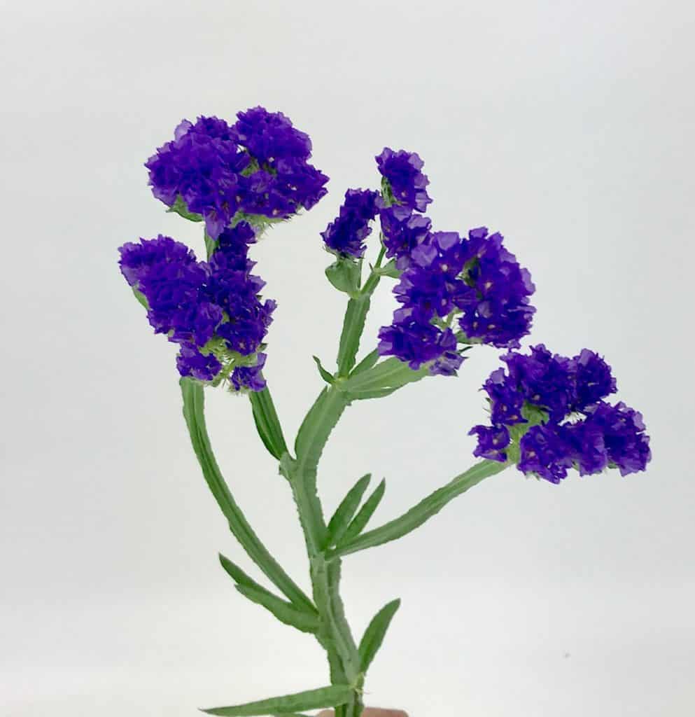 Statice - Purple - Wholesale Bulk Flowers - Cascade Floral