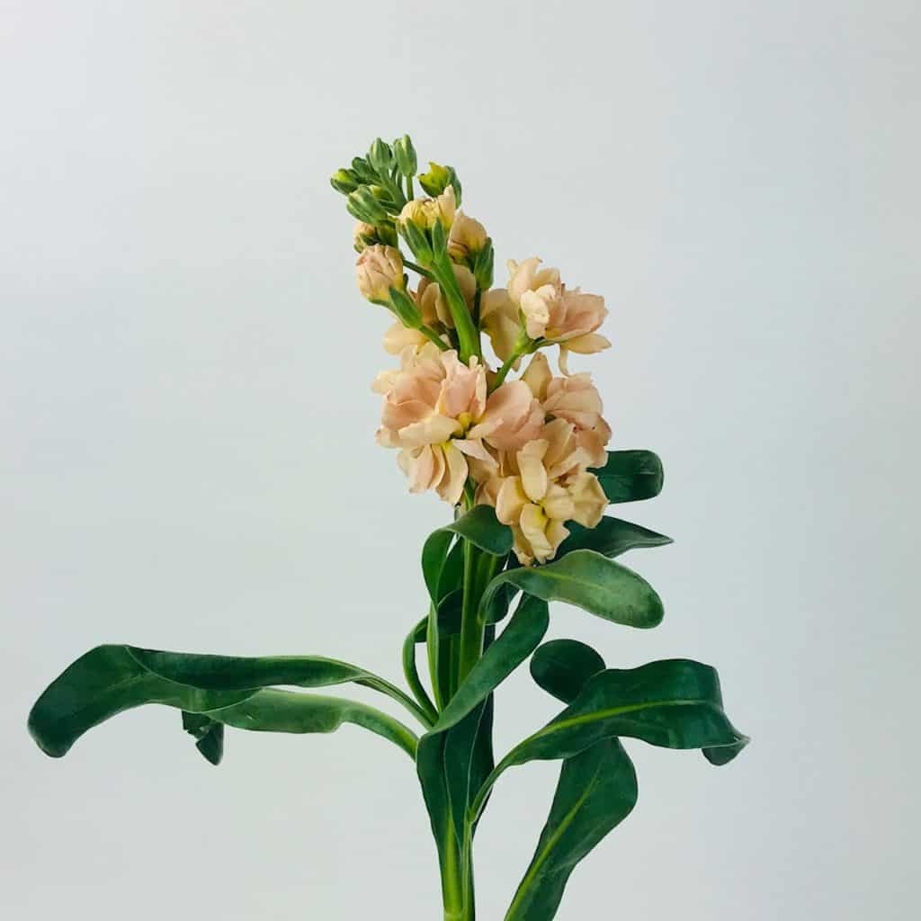 HYPERICUM BERRY CORAL - Wholesale Bulk Flowers - Cascade Floral