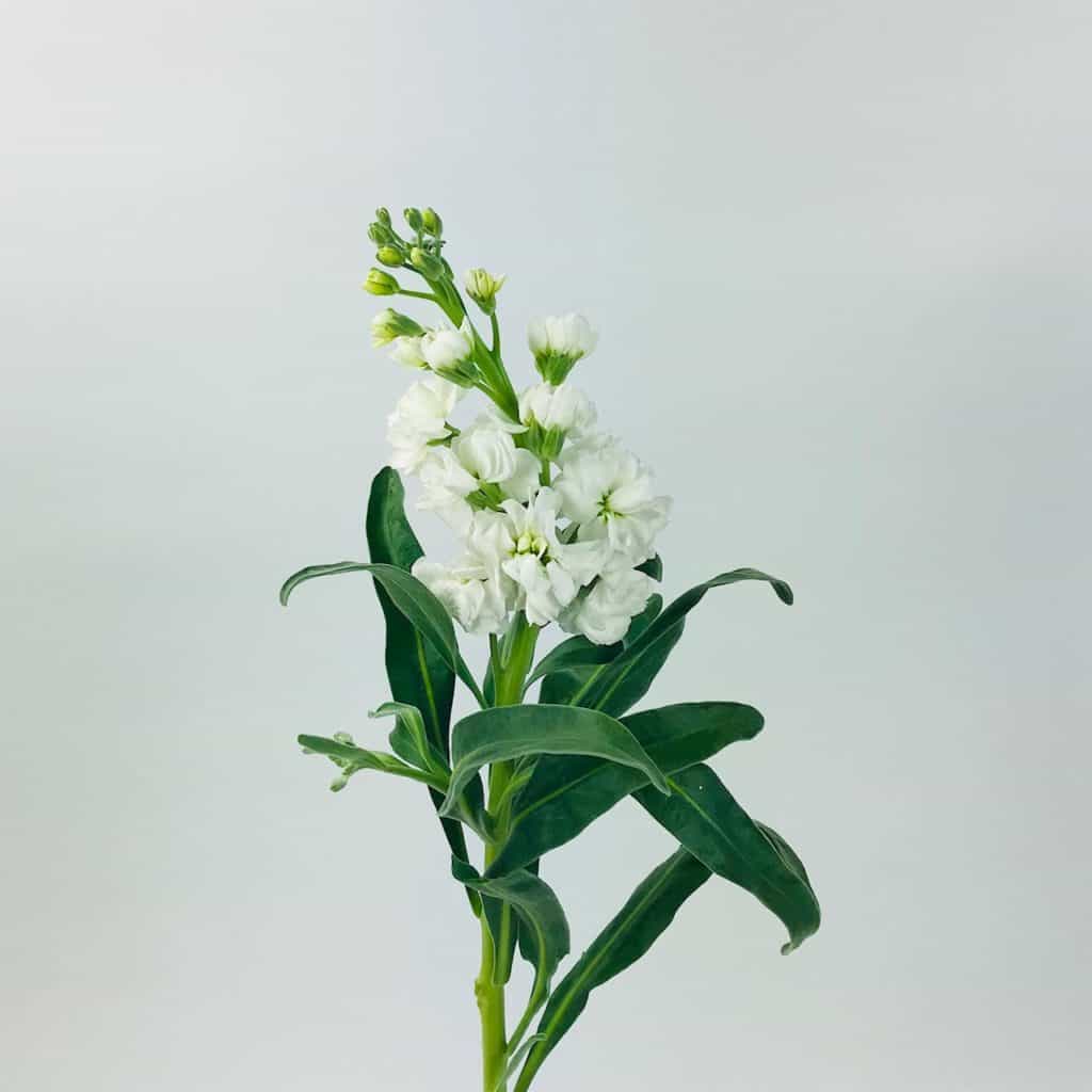 SNAPDRAGONS - WHITE - Wholesale Bulk Flowers - Cascade Floral