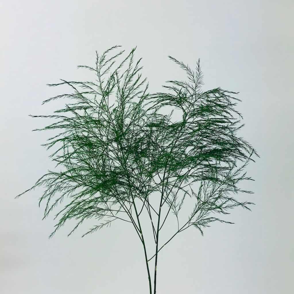 Different Types of Greenery to Make Your Bouquet Complete - Cascade ...