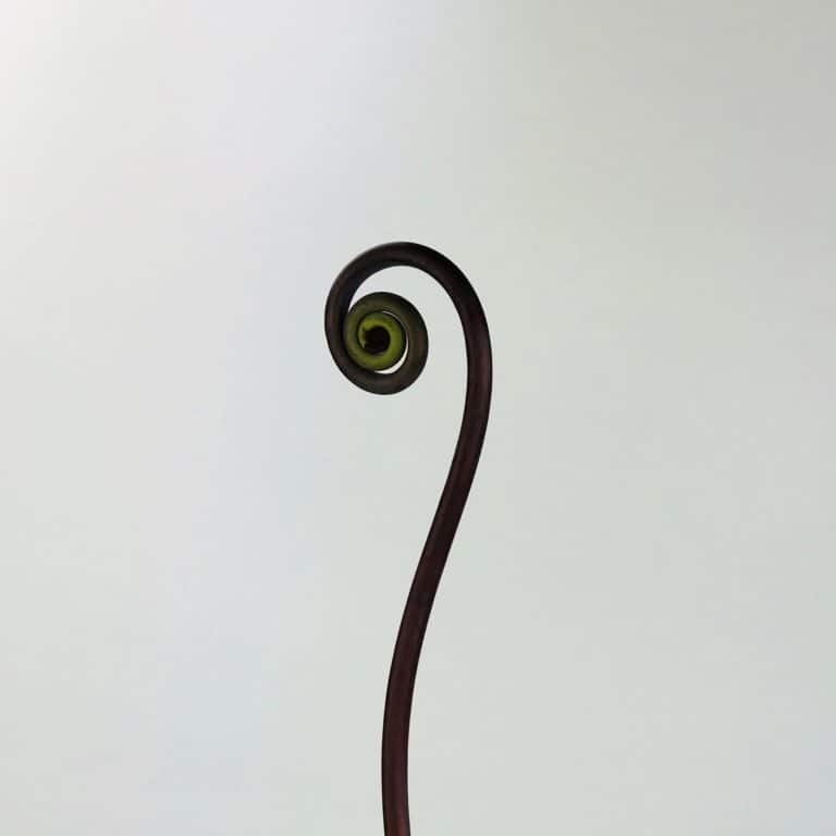 Tropical - Wholesale Bulk Flowers