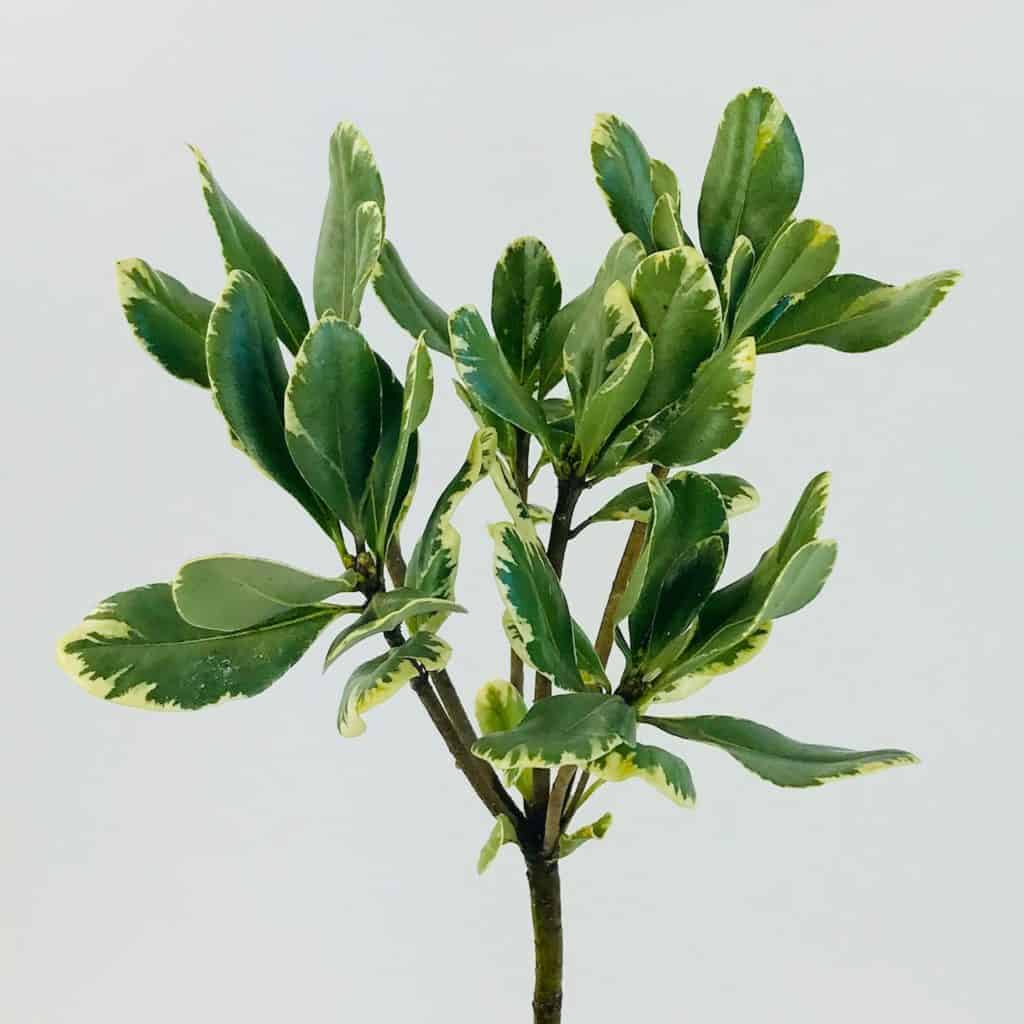 Variegated Pitt - Wholesale Bulk Flowers - Cascade Floral