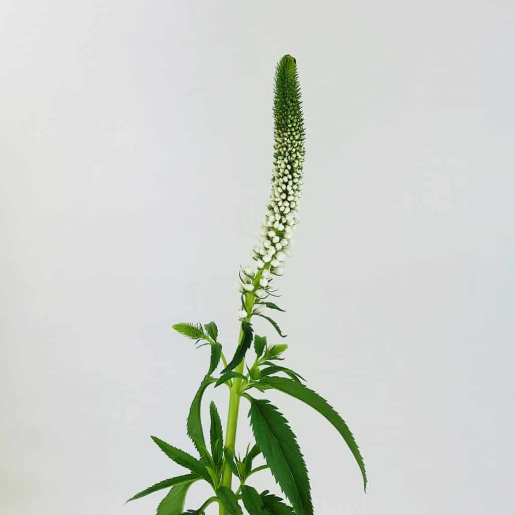 Veronica - White - Wholesale Bulk Flowers - Cascade Floral
