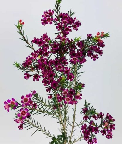 How to Use the Wax Flower in Floral Design - Cascade Floral Wholesale
