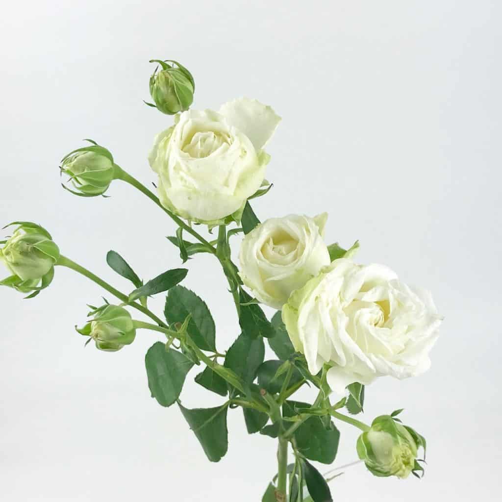 Garden Spray Roses - Wholesale Bulk Flowers
