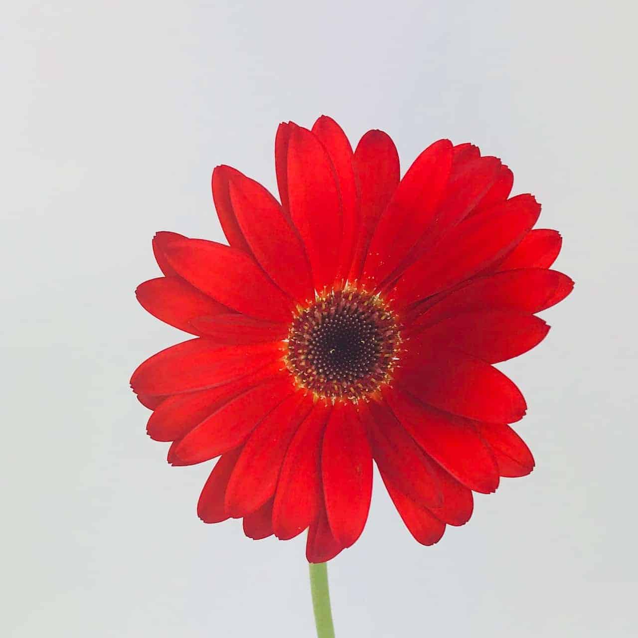 All About the Delightful Daisy - Cascade Floral Wholesale