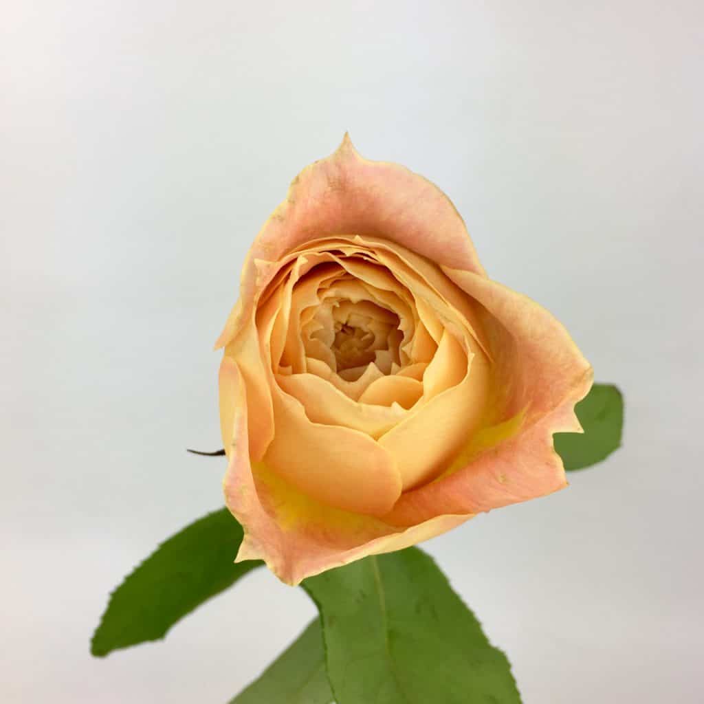 Coral Archives - Cascade Floral Wholesale