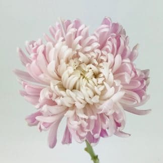 Enjoy the Splendor of Fall Chrysanthemums - Cascade Floral Wholesale