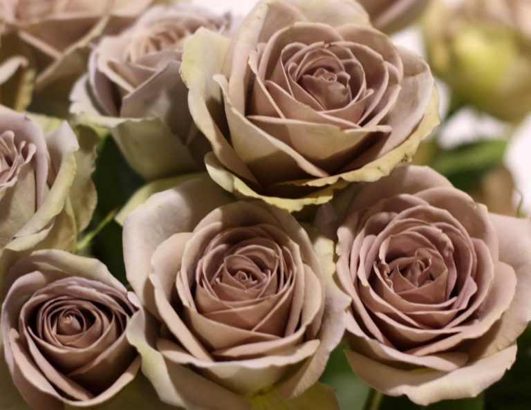 3 Reasons Why Amnesia Roses and Garden Roses Will Be Everywhere This ...