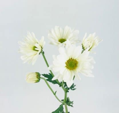 All About the Delightful Daisy - Cascade Floral Wholesale