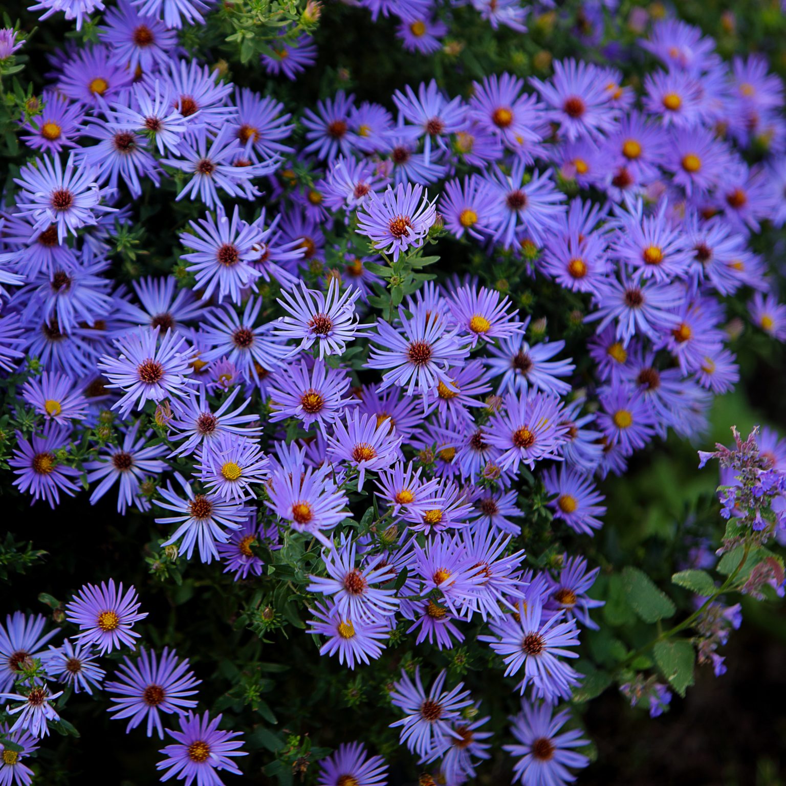 The Amazing Aster - Cascade Floral Wholesale