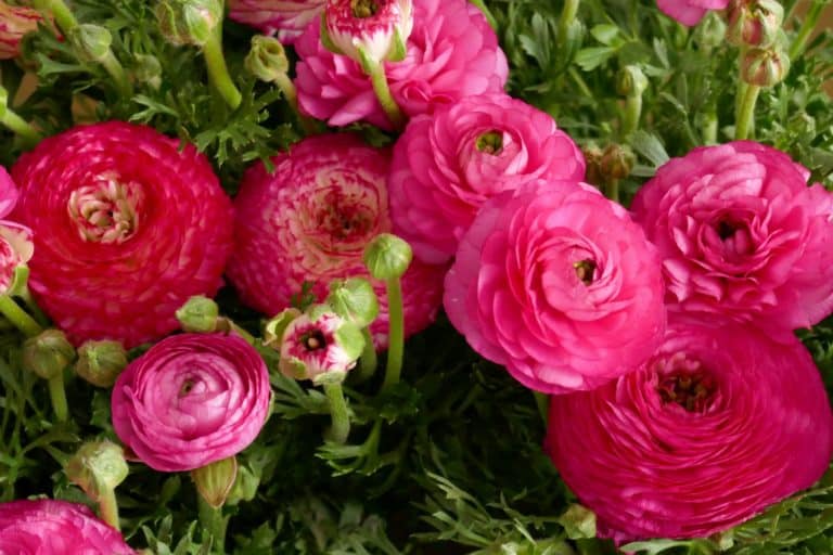 Fall In Love with Ranunculus - Cascade Floral Wholesale