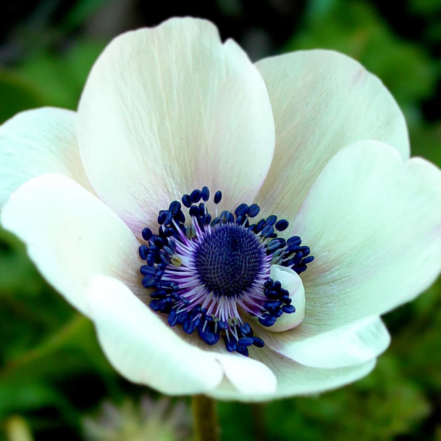 The Beauty of White Flowers - Cascade Floral Wholesale