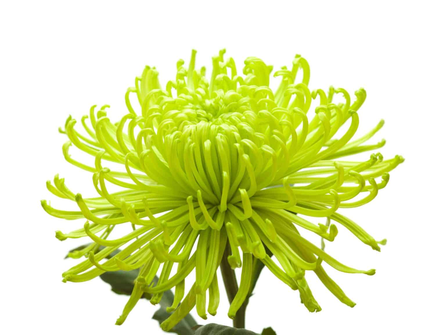 Why We Love Spider Mums - Cascade Floral Wholesale