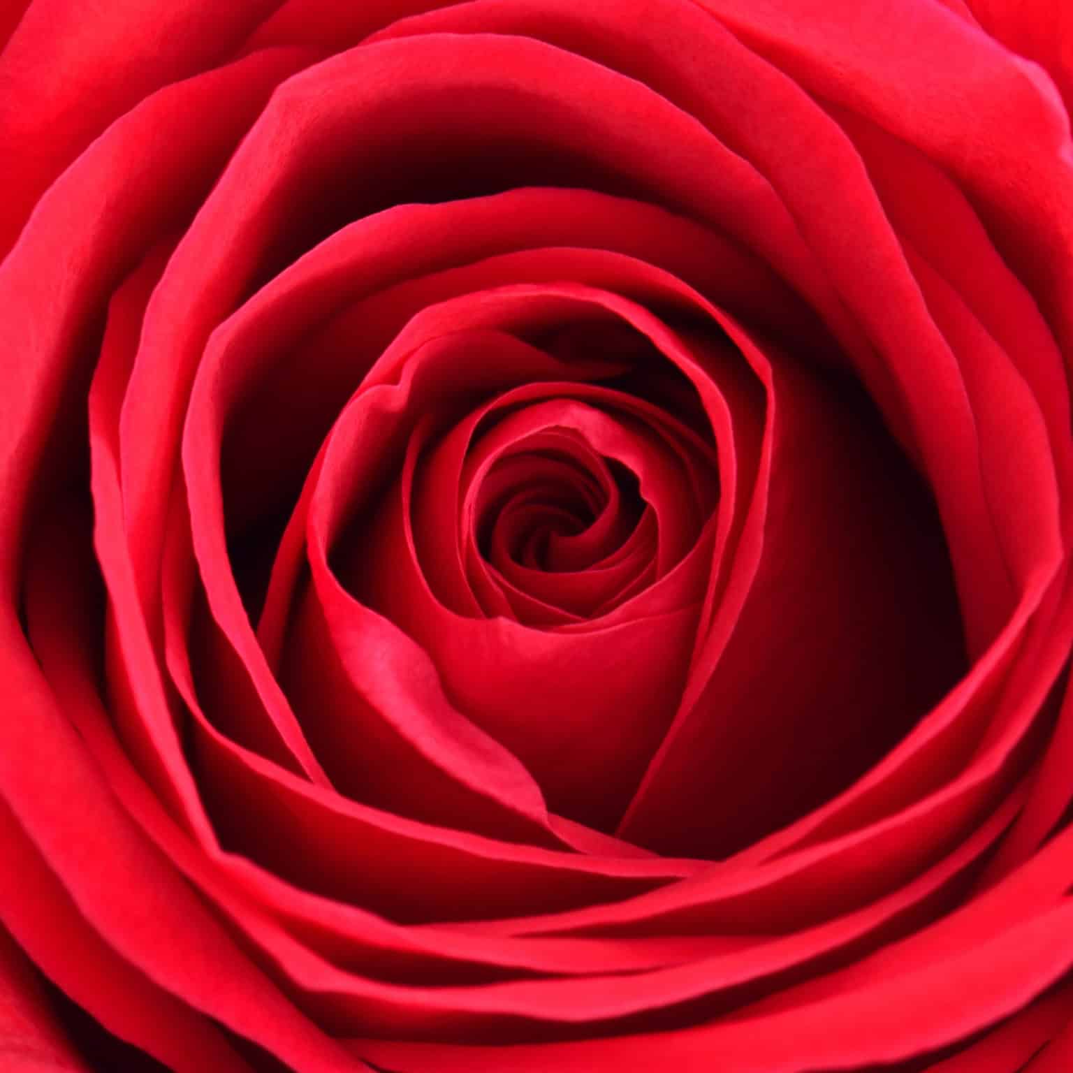 Popular Types of Roses Used by Florists - Cascade Floral Wholesale