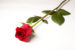 Popular Types of Roses Used by Florists - Cascade Floral Wholesale