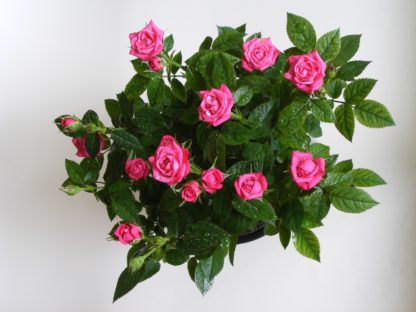 Popular Types of Roses Used by Florists - Cascade Floral Wholesale