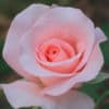 Popular Types of Roses Used by Florists - Cascade Floral Wholesale