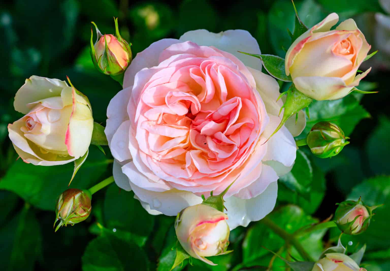 Popular Types of Roses Used by Florists - Cascade Floral Wholesale