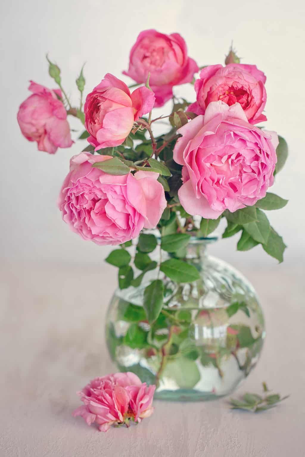 Popular Types of Roses Used by Florists - Cascade Floral Wholesale