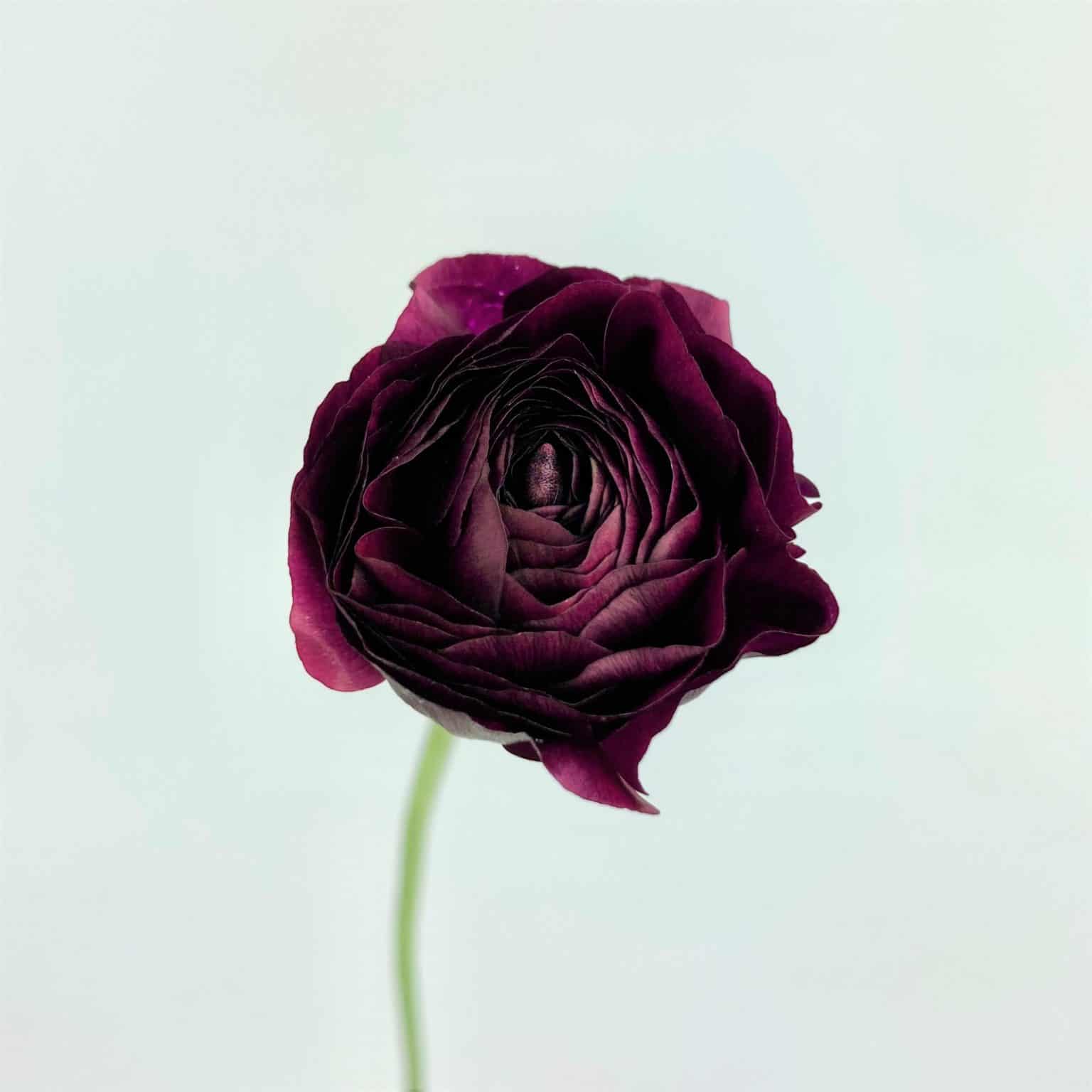 Ranunculus - Burgundy - Wholesale Bulk Flowers - Cascade Floral