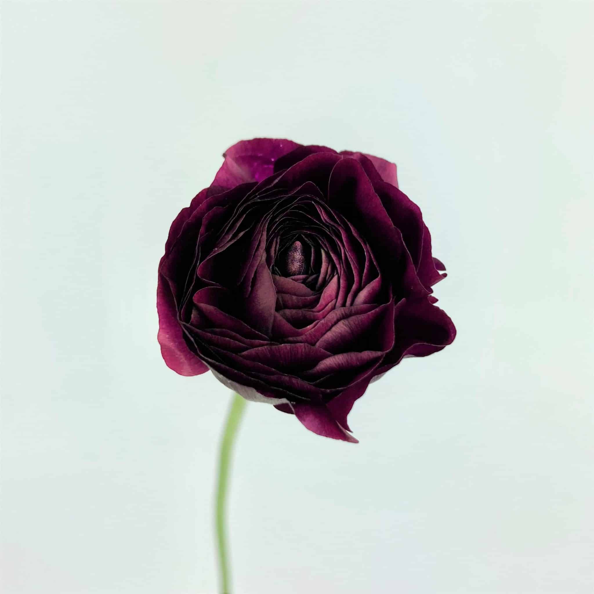 Ranunculus - Burgundy - Wholesale Bulk Flowers - Cascade Floral