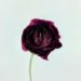 Ranunculus - Burgundy - Wholesale Bulk Flowers - Cascade Floral